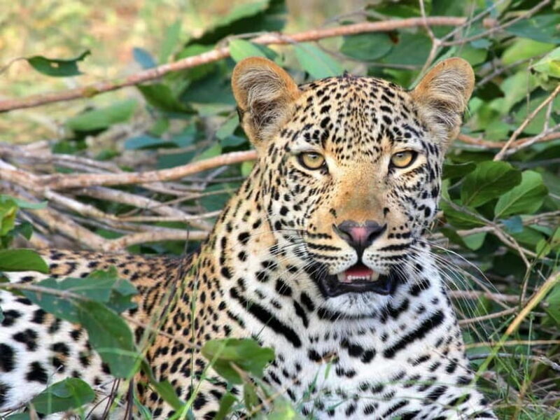 Jaipur: Jhalana leopard safari tour with hotel pickup & drop - Practical Tips for a Smooth Safari