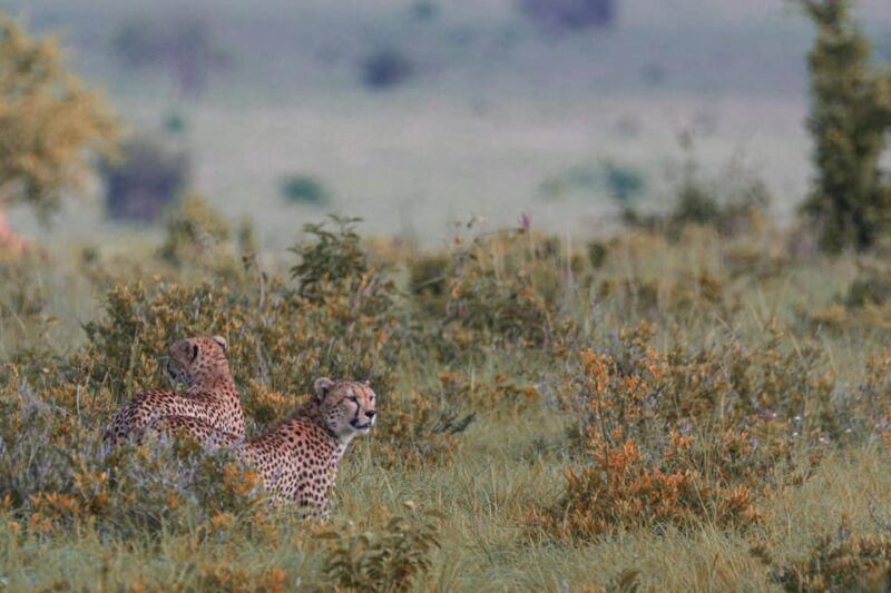 Jaipur: Jhalana leopard safari tour with hotel pickup & drop - Authentic Experiences and Real Traveler Insights