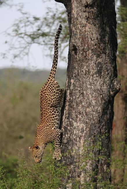 Jaipur: Jhalana leopard safari tour with hotel pickup & drop - Who Should Consider This Tour?