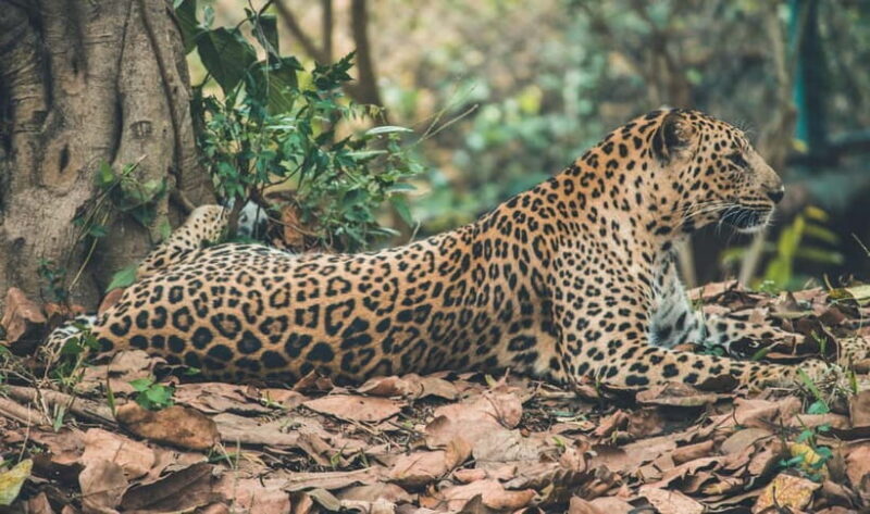 Jaipur: Jhalana leopard safari tour with hotel pickup & drop - Final Thoughts
