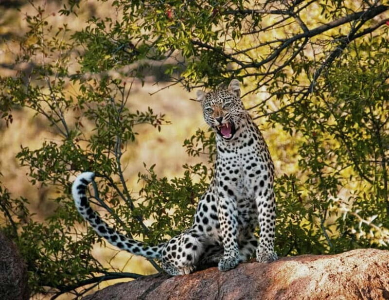 Jaipur: Jhalana leopard safari tour with hotel pickup & drop - Frequently Asked Questions (FAQ)