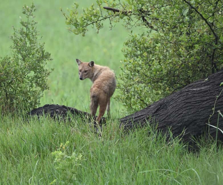 Jaipur: Jhalana Leopard Safari with Bird Watching - Practical Tips for Your Safari