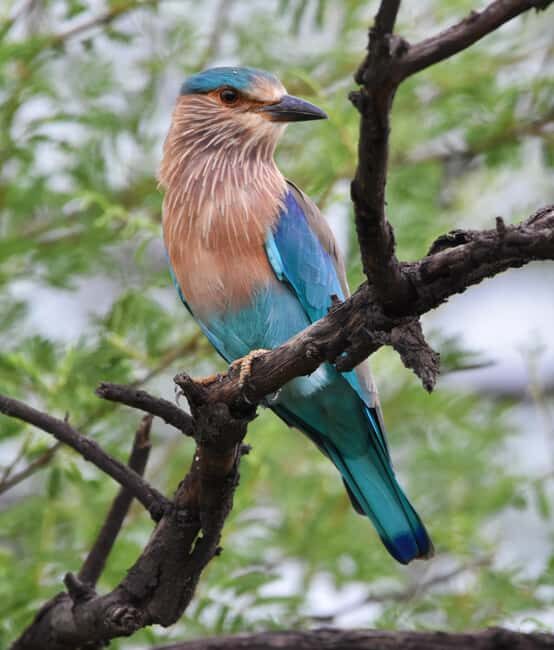 Jaipur: Jhalana Leopard Safari with Bird Watching - What’s Not Allowed and Why