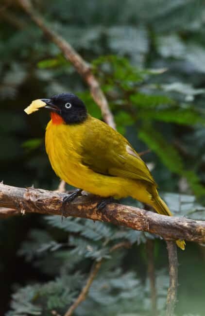 Jaipur: Jhalana Leopard Safari with Bird Watching - Booking and Flexibility