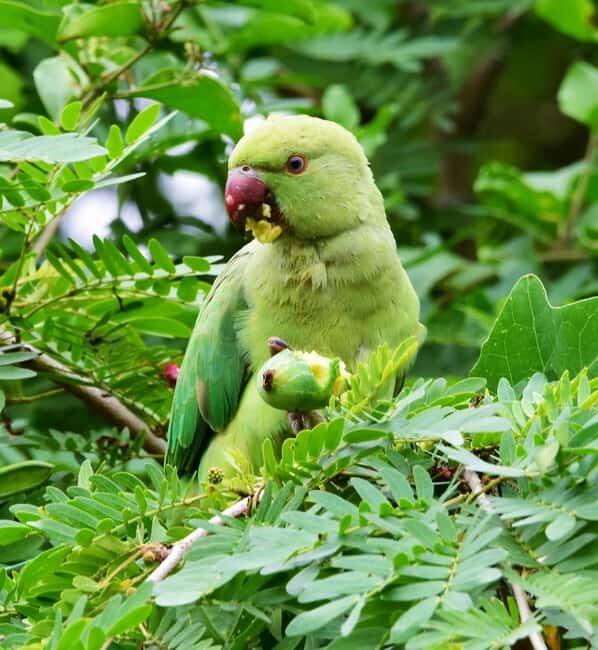 Jaipur: Jhalana Leopard Safari with Bird Watching - Who Should Consider This Tour?