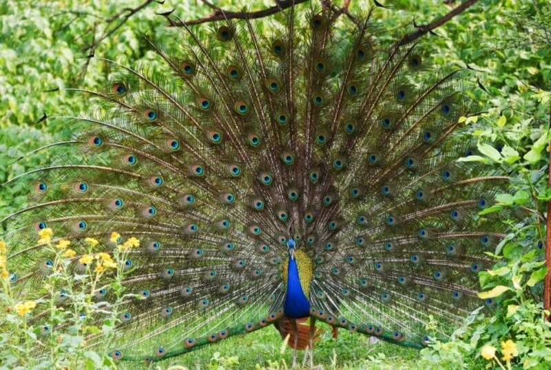 Jaipur: Jhalana Leopard Safari with Bird Watching - FAQs