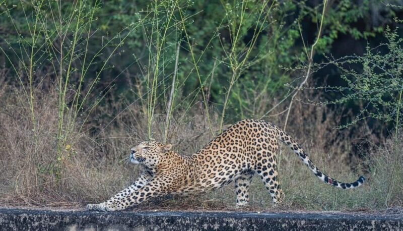 Jaipur: Leopards Safari Tour at Jhalana l Spot Wild Animals - Key Points