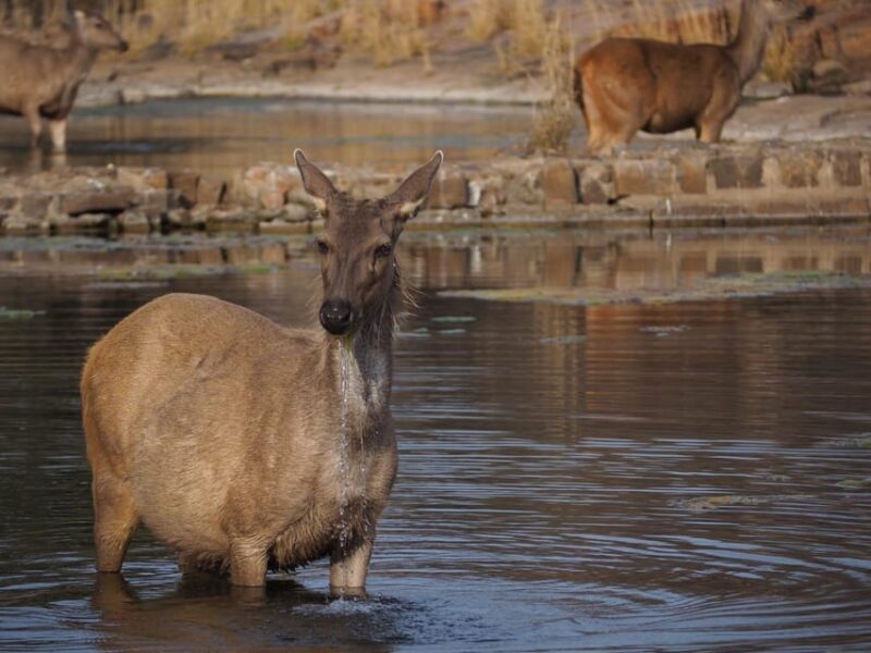 Jaipur: Leopards Safari Tour at Jhalana l Spot Wild Animals - An In-Depth Look at the Jhalana Leopard Safari Experience