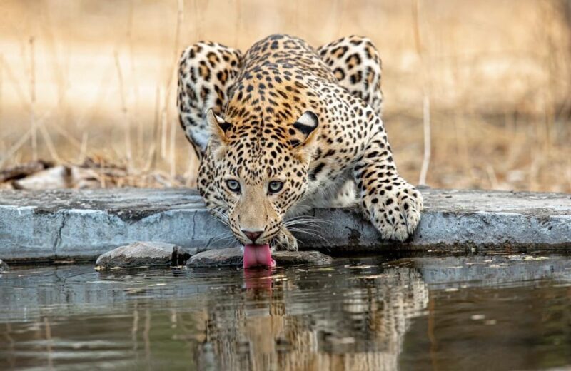 Jaipur: Leopards Safari Tour at Jhalana l Spot Wild Animals - FAQ