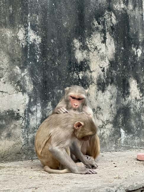 Jaipur: Monkey Temple and Sun Temple Guided Tour - What Makes This Tour Special: Key Points