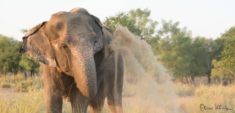 Jaipur: Private Elephant Sanctuary - Key Points