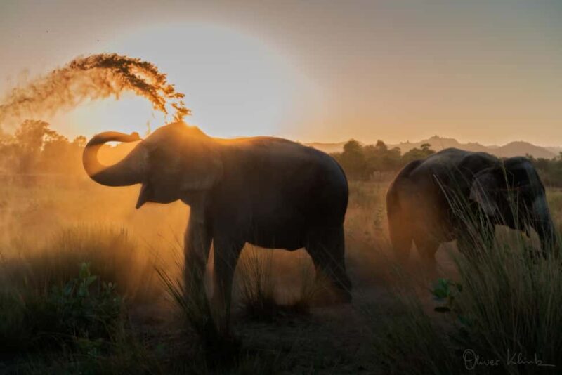 Jaipur: Private Elephant Sanctuary - What to Expect from the Jaipur Elephant Sanctuary Experience