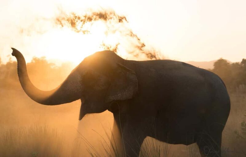 Jaipur: Private Elephant Sanctuary - Authenticity and Visitor Feedback