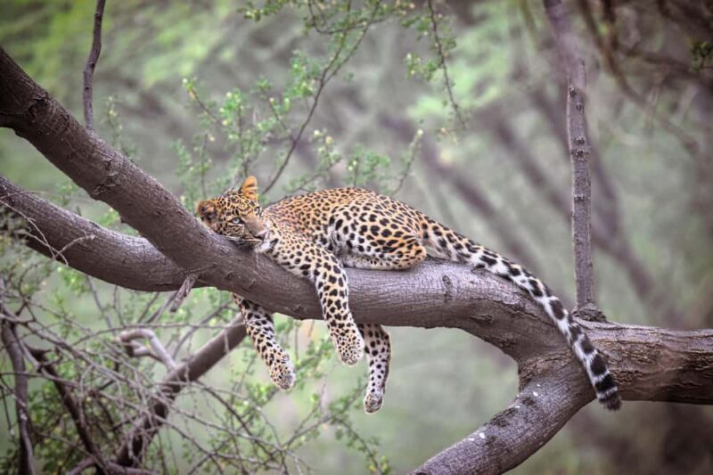 Jaipur: Private Guided Jhalana Leopard Safari Tour - Key Points