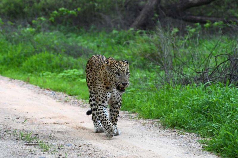 Jaipur: Private Guided Jhalana Leopard Safari Tour - Final Thoughts
