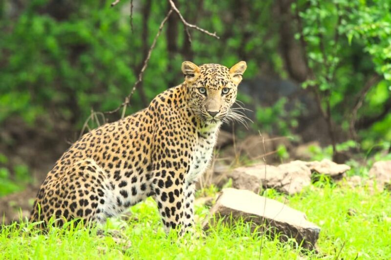 Jaipur: Private Guided Jhalana Leopard Safari Tour - FAQ
