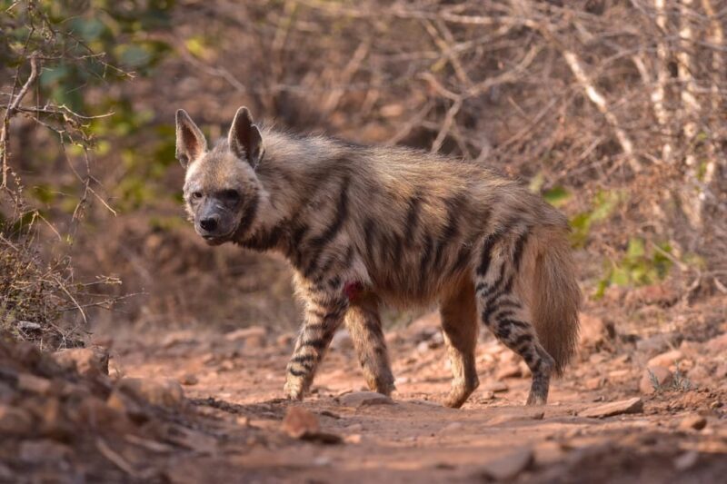 Jaipur: Private Guided Safari at Amagarh Leopard Reserve - An Authentic Wildlife Adventure Near Jaipur