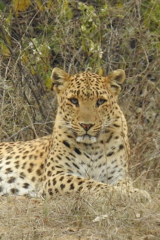 Jaipur: Private Guided Safari at Amagarh Leopard Reserve - What to Expect on the Safari