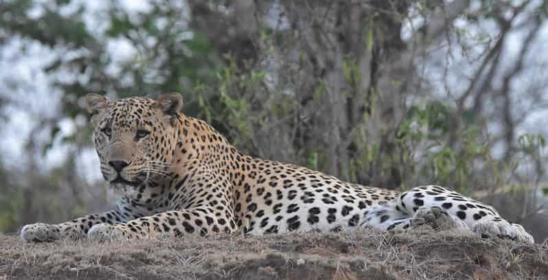 Jaipur: Private Guided Safari at Amagarh Leopard Reserve - The Value of the Experience