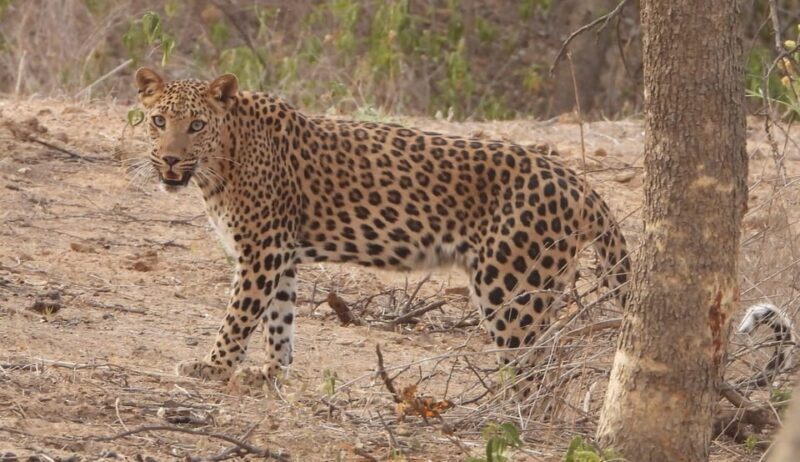 Jaipur: Private Guided Safari at Amagarh Leopard Reserve - FAQs