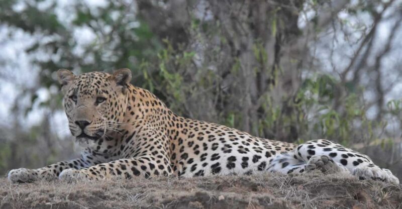 Jaipur: Private Guided Safari at Amagarh Leopard Reserve - Final Thoughts