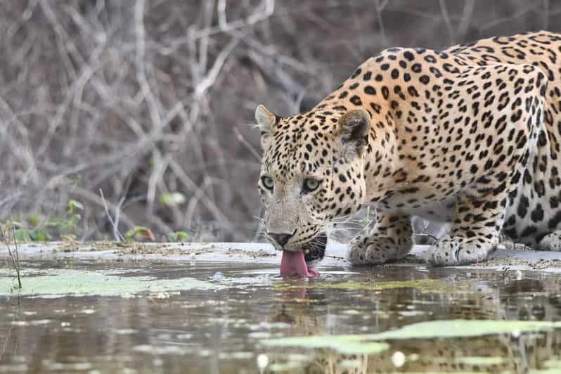 Jaipur: Private Jhalana Leopard Safari Tour - What to Expect: An Authentic Wildlife Encounter
