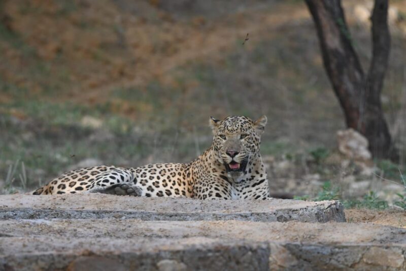 Jaipur: Private Jhalana Leopard Safari Tour - Authentic Reviews: What Travelers Say