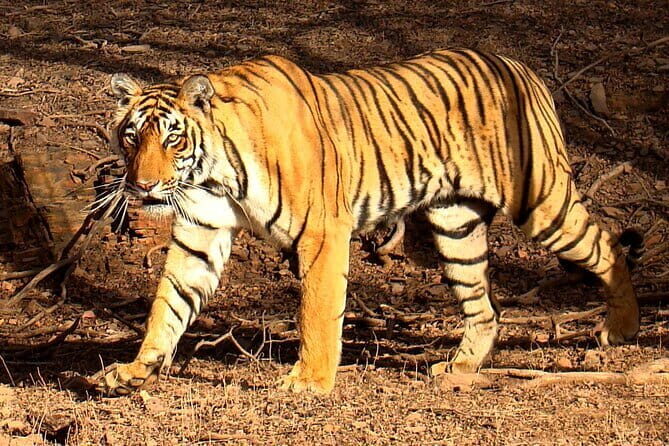 Jaipur Ranthambore Agra Delhi 3 Nights 4 Days - Analyzing the Value and Experience