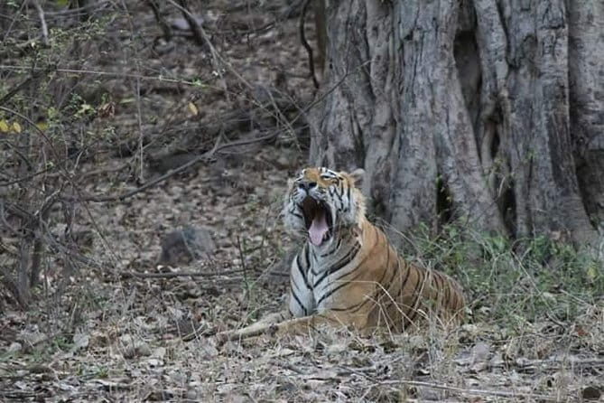 Jaipur: Ranthambore National Park- 4 hour Jeep or Canter Safari - The Bottom Line