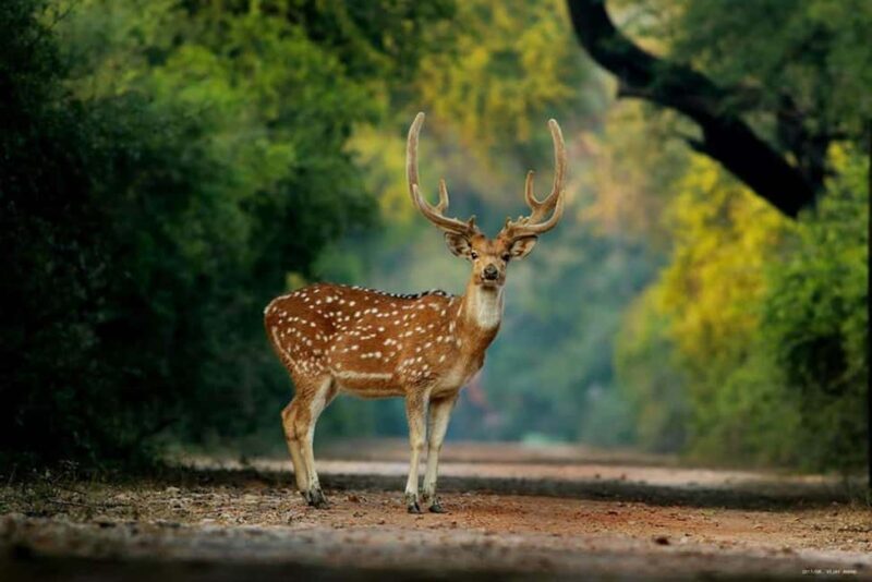 Jaipur: Ranthambore National Park Safari with Hotel Pickup - Jaipur: Ranthambore National Park Safari with Hotel Pickup – An In-Depth Review