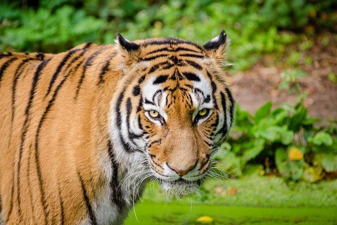 Jaipur Ranthambore Same Day Tour (Ask us on Email before booking) - An Overview of the Tour