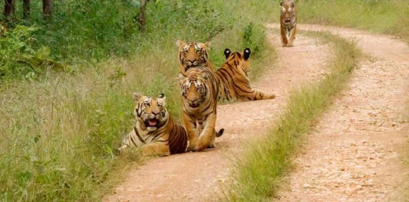 Jaipur: Same Day Sariska National Park Tiger Safari Tour - Key Points