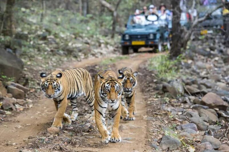 Jaipur: Same Day Sariska National Park Tiger Safari Tour - The Itinerary Breakdown