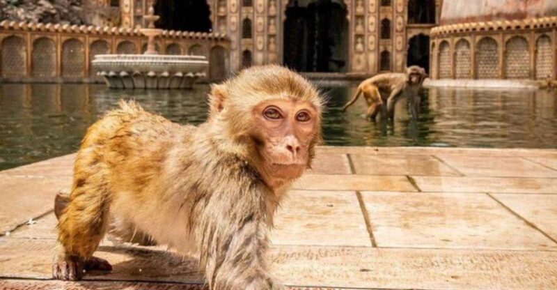Jaipur sightseeing tour with monkey temple (Galta ji temple) - What to Expect from This Jaipur Sightseeing Tour