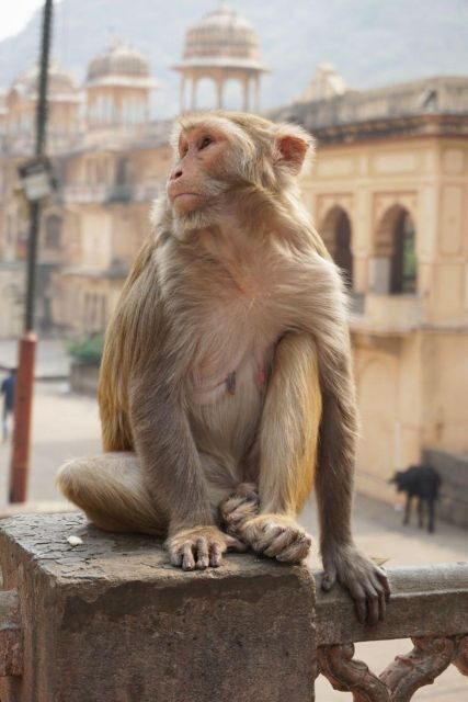 Jaipur sightseeing tour with monkey temple (Galta ji temple) - The Sum Up