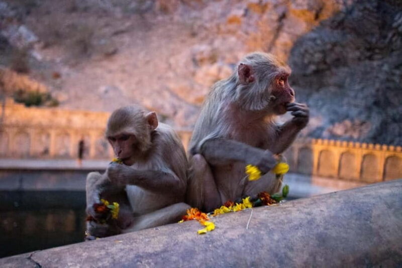 Jaipur: Sightseeing Tour with Visit to Galtaji Monkey Temple - The Experience of the Tour