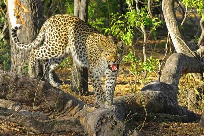 Jaipur to Jhalana Leopard reserve Private Day Trip All Inclusive - Key Points