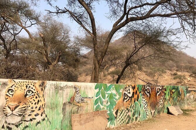 Jaipur to Jhalana Leopard reserve Private Day Trip All Inclusive - An Authentic Wildlife Experience Close to Jaipur