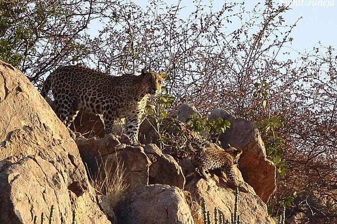 Jaipur to Jhalana Leopard reserve Private Day Trip All Inclusive - What Makes This Tour Stand Out?