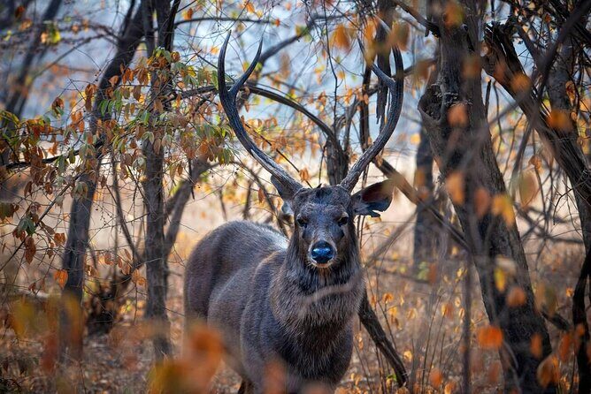 Jaipur to Ranthambore Day Trip with Safari and Transfers - Authenticity and Guide Quality