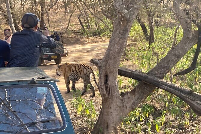Jaipur to Ranthambore Day Trip with Safari and Transfers - FAQ