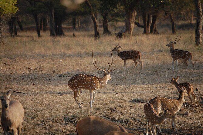 Jaipur to Ranthambore National Park Private One Day Trip - How the Tour Works