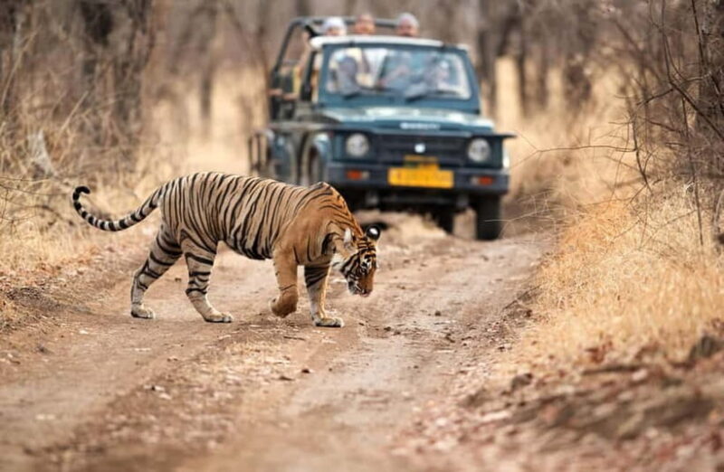 Jaipur to Ranthambore National Park Wildlife Safari - Practical Tips for Your Safari Day