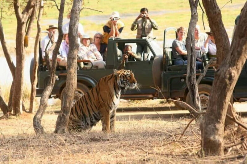 Jaipur to Ranthambore National Park Wildlife Safari - The Sum Up