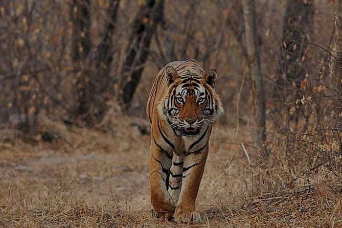 Jaipur to Ranthambore one way drop service - Key Points
