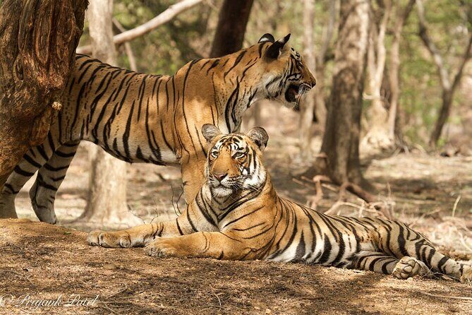 Jaipur to Ranthambore Same Day Tiger Safari - The Full Experience: What You Can Expect