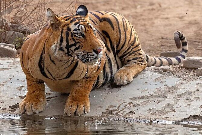 Jaipur to Ranthambore Same Day Tiger Safari - Who Should Consider This Tour?