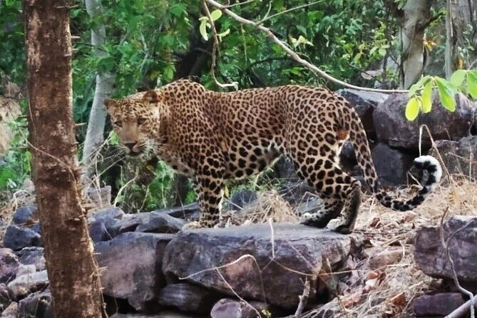 Jaipur to Ranthambore Same Day Tiger Safari - The Sum Up