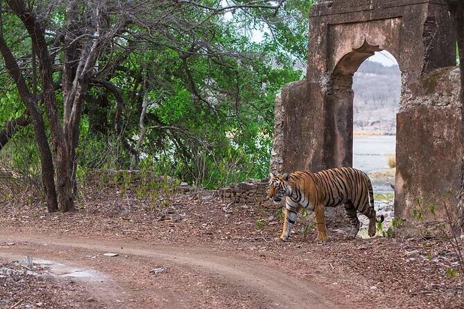 Jaipur to Ranthambore Same Day Tiger Safari - FAQ