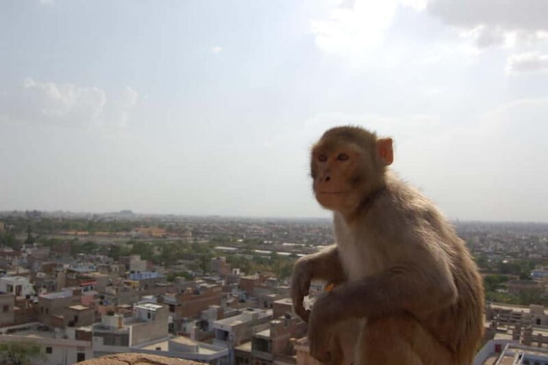 Jaipur: Tour with Nahargarh Sunrise or Monkey Temple Sunset - The Value Proposition